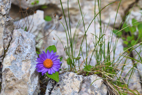 Learning Centre - Centre for Response-Based Practice