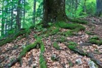 Learning Centre - Centre for Response-Based Practice