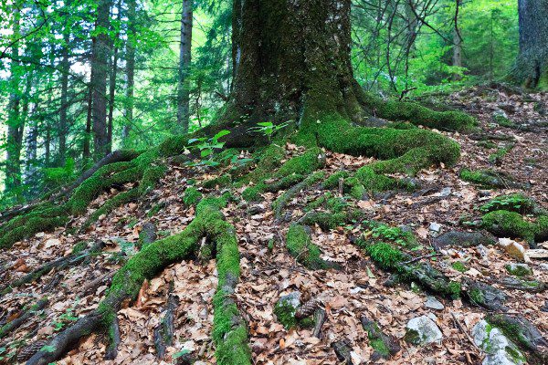 Learning Centre - Centre for Response-Based Practice